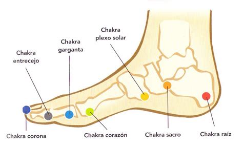 Partes Del Pie Humano Imagui