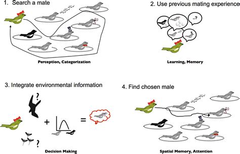 Evolution Scenarios With Notable Exceptions