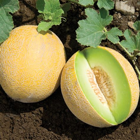 Diplomat Galia Melon Seed Johnnys Selected Seeds