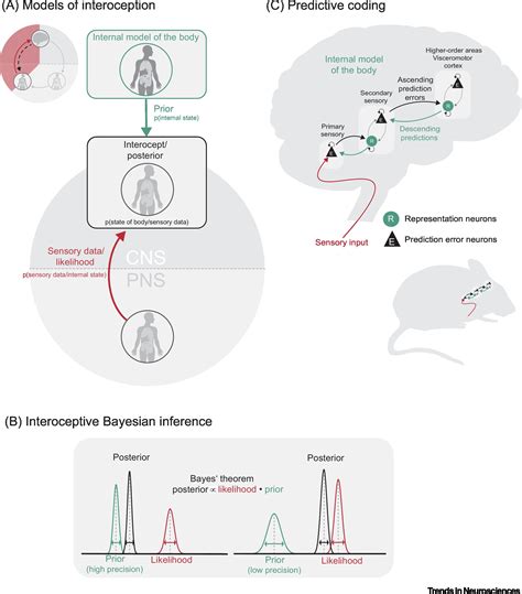 Computational Models Of Interoception And Body Regulation Trends In Neurosciences