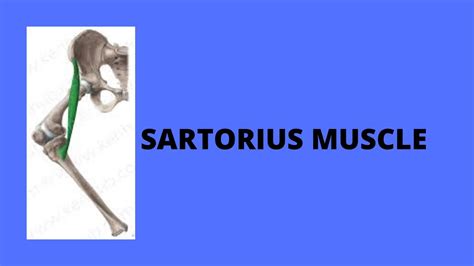 Sartorius Muscle Front Of Thigh Youtube