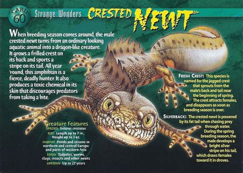 Male Crested Newt A Dragon Like Amphibian