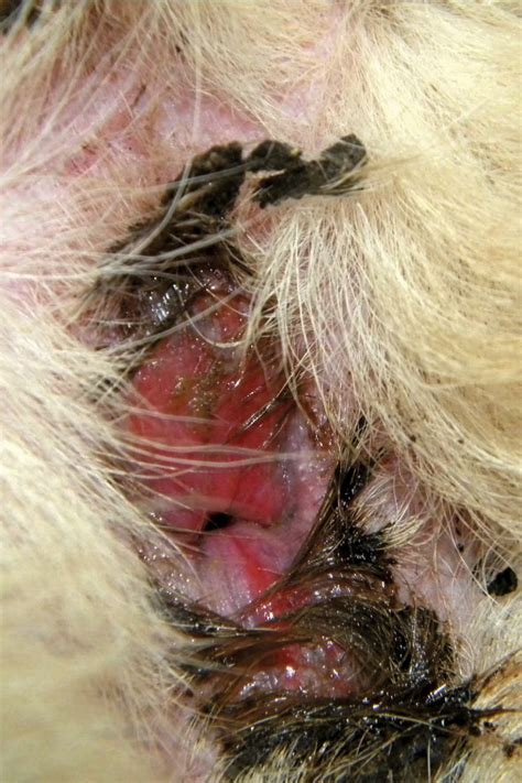Perianal Pruritus In The Dog Academy Fr