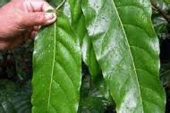 Health Benefits Of Tahitian Chestnuts Health Benefits