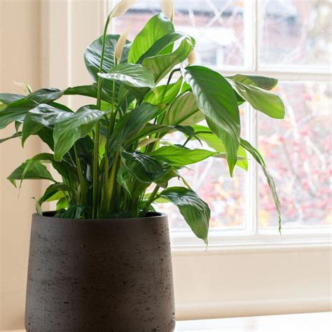 Top 10 Houseplants for Beginners - Gardening Express Knowledge Hub