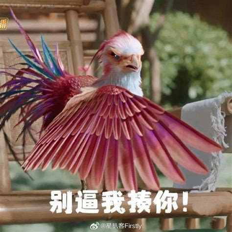 《与凤行》—小凤凰表情包太可爱了与凤行表情包凤凰新浪新闻