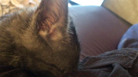 Bin Kitty Now Thinks Im Its Mom R Aww