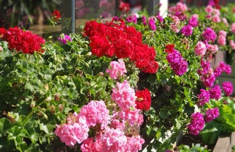 Geraniums Australian Growing And Care Guide