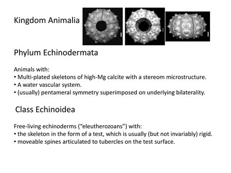 Ppt Echinoids Powerpoint Presentation Free Download Id 1152488