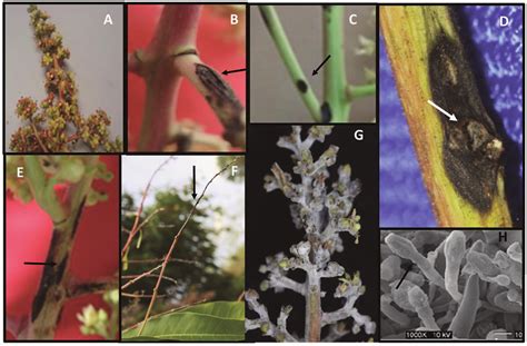 Symptoms Observed In Mango Inflorescences At The Orchards A Healthy