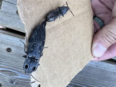 Silly Beetle Rinsects