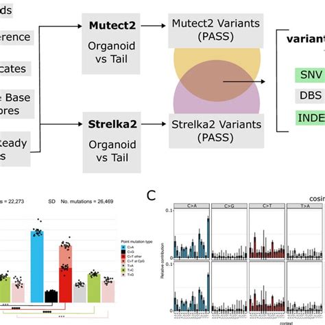 a raw reads from paired end 150 bp illumina sequencing were processed