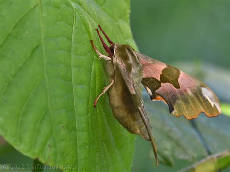 Lime Hawk Moth By Saulius Burinskas 500px