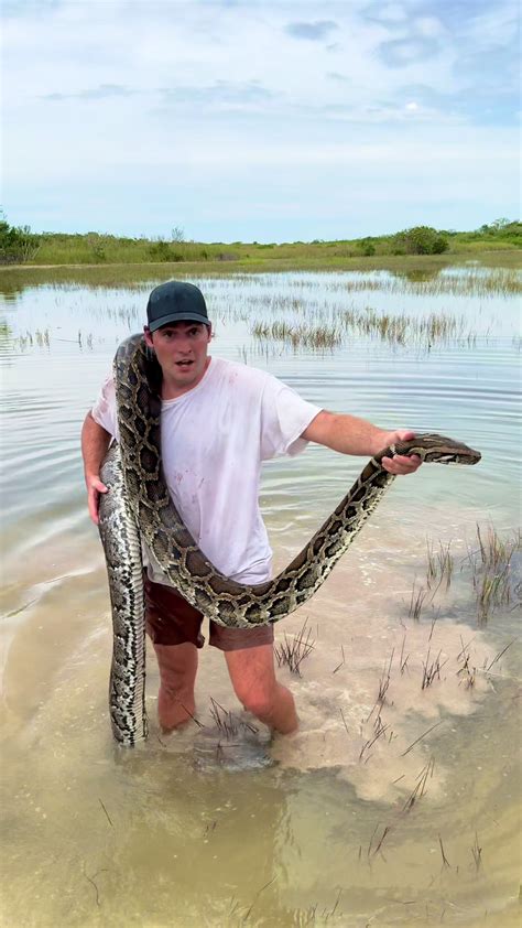 Massive Python In The Florida Everlgades Python Snake Yoink Tiktok