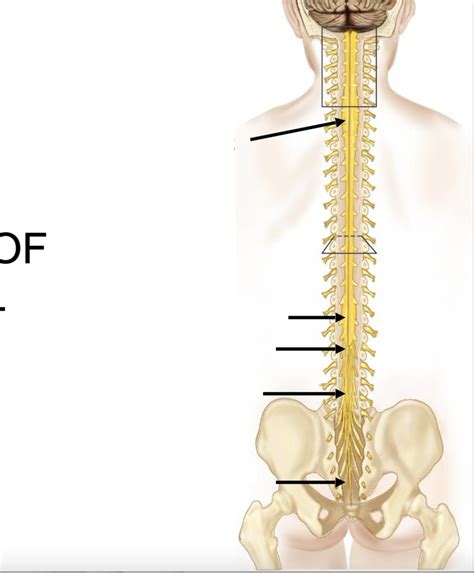 Spinal Cord Gross Structure Diagram Quizlet