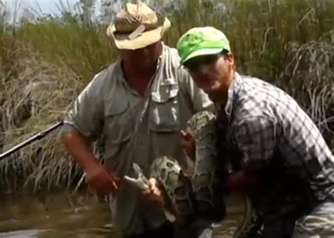 Everglades Canoe Guide Wrestles Foot Python OutdoorHub