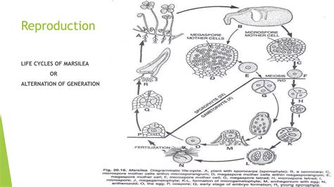 Pteropsida Genus Marsilea Ppt