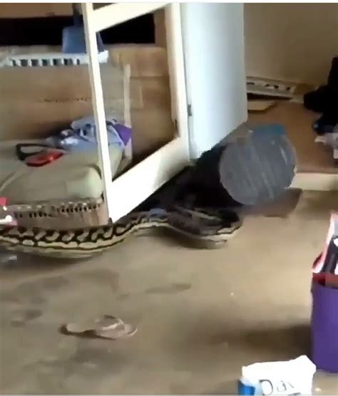 Oyinbo Woman Finds Massive Python In Her Car Garagegraphic Video