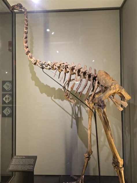 South Island Giant Moa Unveiling The Majestic Giant Of New Zealands