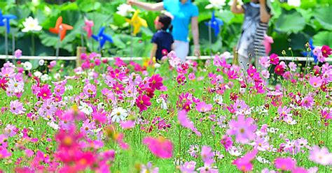 코스모스 길을 걸어요
