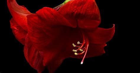 Kā Vārds Ietekmē Tavu Dzīvi Liesma Elita Alita