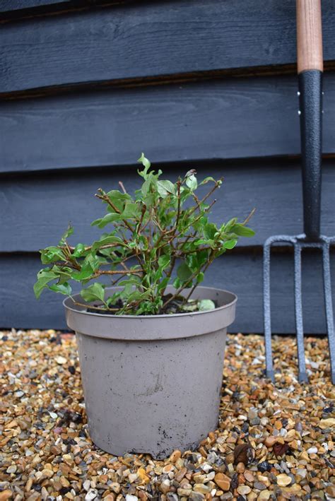 Syringa Red Pixie 20 40cm 5lt Arundel Arboretum