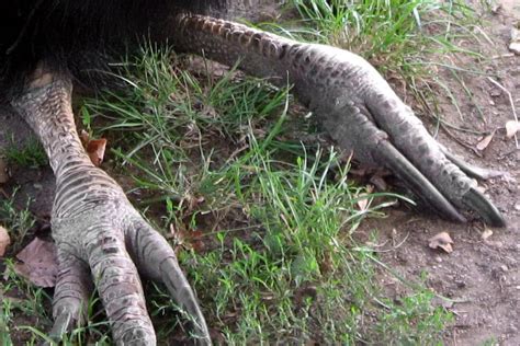 Burung Kasuari Ciri Khas Habitat Dan Status Konservasinya