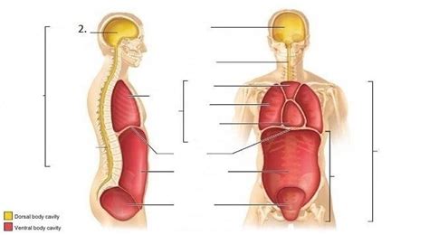 Anatomy And Physiology Exam 1 Diagram Quizlet