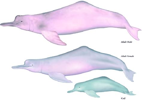 Folklore On The Rocks Show Notes For Episode 20 The Encantado