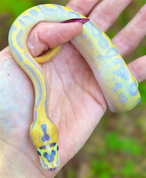 Iridescent Id Bp Ball Pythons Morphmarket Reptile Community
