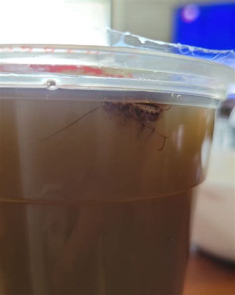 Man Finds Cockroach In Sugarcane Drink Hougang Stall Apologises
