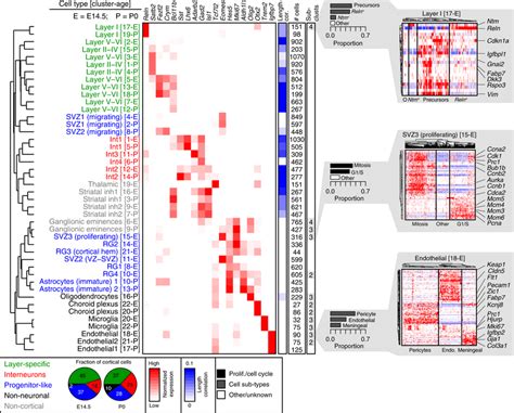 Characterization Of Cell Types In The Developing Cortex Cell Types