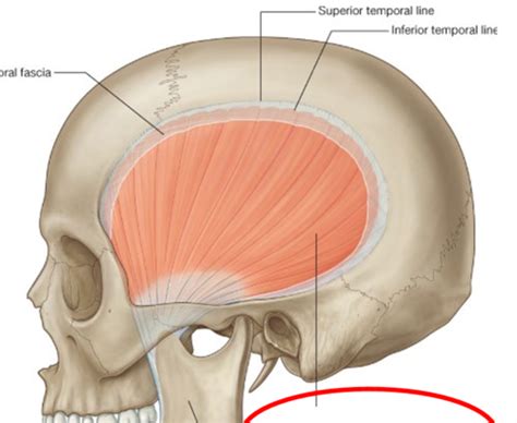 As2 Tmj Part 2 Flashcards Quizlet As2 Tmj Part 2 Flashcards Quizlet