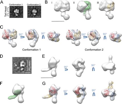 Structure Of The Dnak Grpe And Dnak R151a Grpe Complexes A