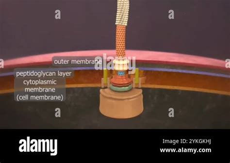 The Flagellum Is A Tail Like Structure That Enables Bacterial Movement