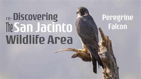 Rediscovering The San Jacinto Wildlife Area Youtube