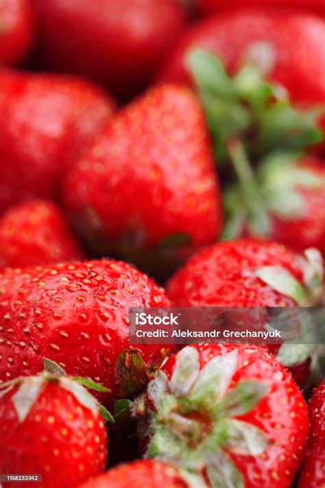 Gmo가 없는 육즙이 많은 익은 천연 레드 스트로베리 딸기 풀 프레임 클로즈업 0명에 대한 스톡 사진 및 기타 이미지 0명 과일 딸기 Istock