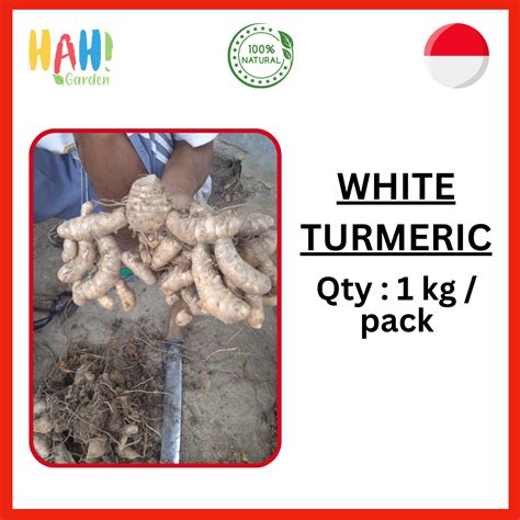 Buy White Tumeric From Artha Natura Sentosa Indonesia