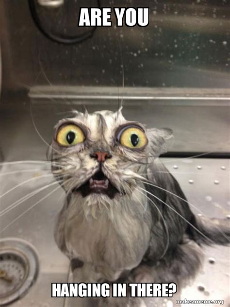 Are You Hanging In There Cat Bath Meme Generator