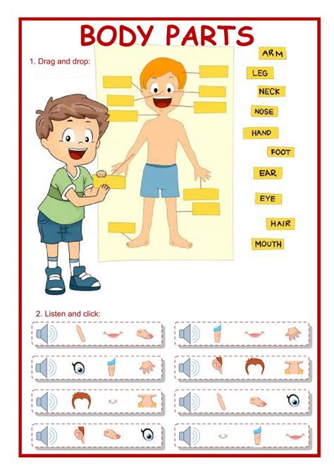 Body Parts Free Interactive Worksheets 354119