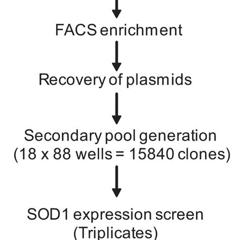 Flowchart Of The Cdna Expression Screening And Isolation Of Clones The