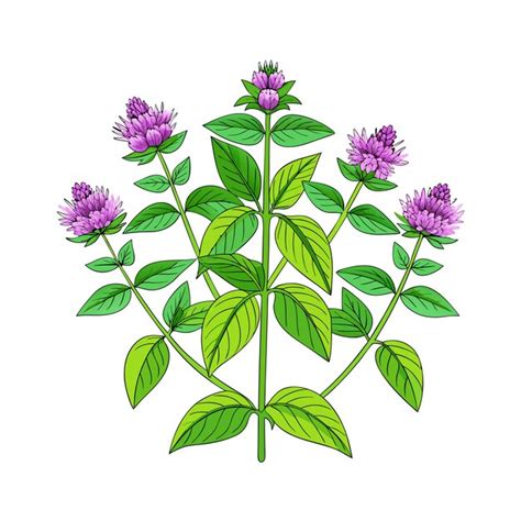 Premium Vector Realistic Beautiful Herbs Vector Illustration