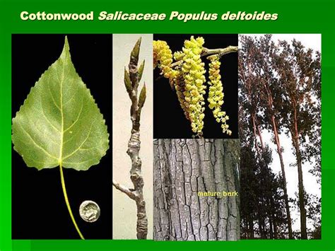 Ppt Tree Identification Powerpoint Presentation Free Download Id