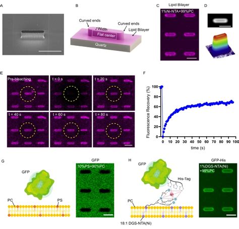 A Nanobar Supported Lipid Bilayer System For The Study Of Membrane