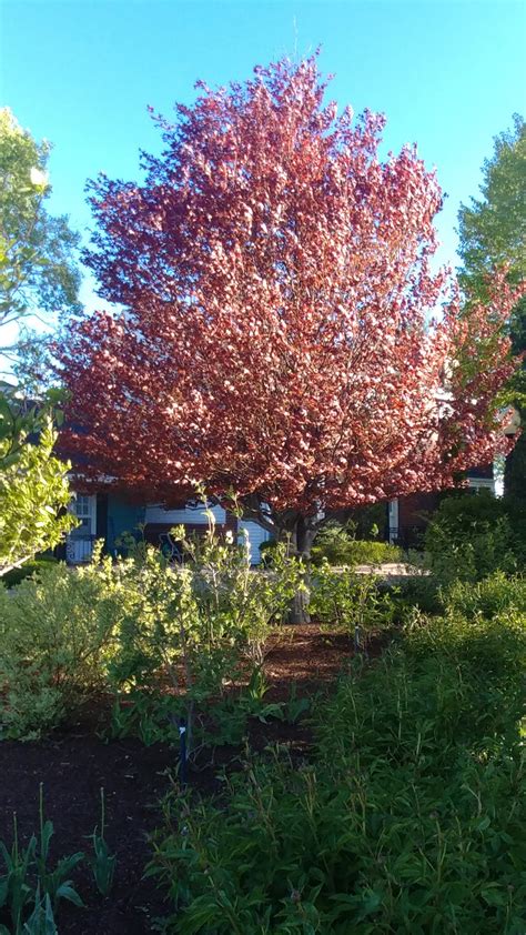 Beech European Rivers Copper