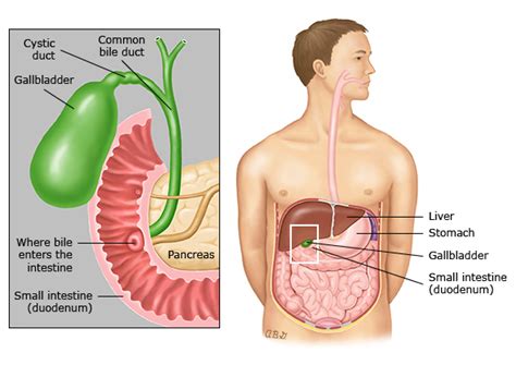 Patient Education Ercp Endoscopic Retrograde Cholangiopancreatography