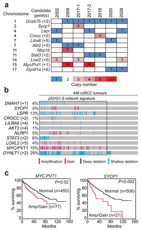 Copy Number Variations In Mouse CcRCCs Are Also Present In The P53 G1 S