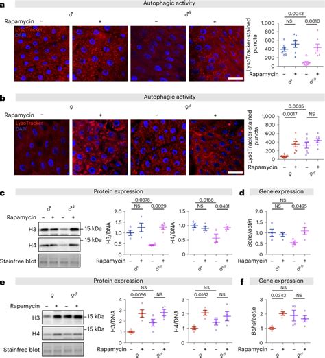 Cell Autonomous Sexual Identity In Enterocytes Dictates The Levels Of Download Scientific