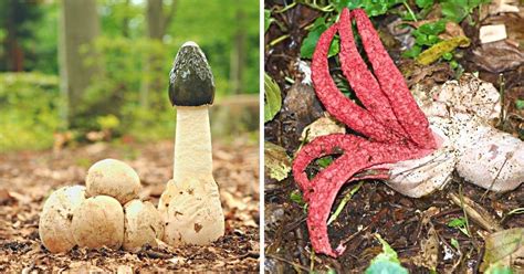 Stinkhorn Fungi Of North America An Introduction Mushroom Appreciation