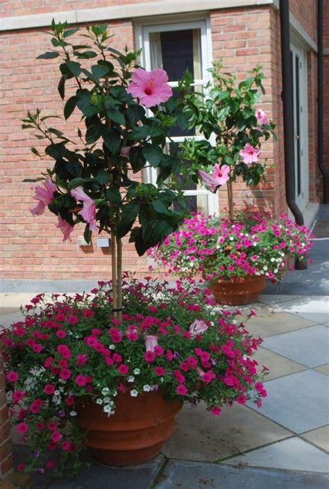 How To Take Care Of A Hibiscus Tree In A Pot Create A Rooting Mix For